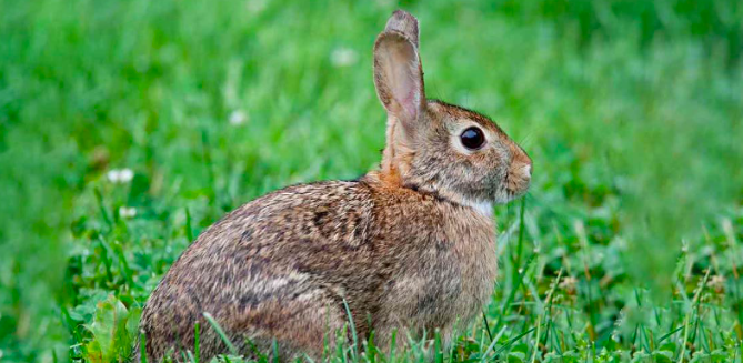 Hop Into Spring - SouthFloridaFamilyLife.com - Broward, Miami-Dade ...